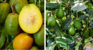 Is Avocado A Fruit Or Veg? Discover It's Little-Known Facts - avocados ...